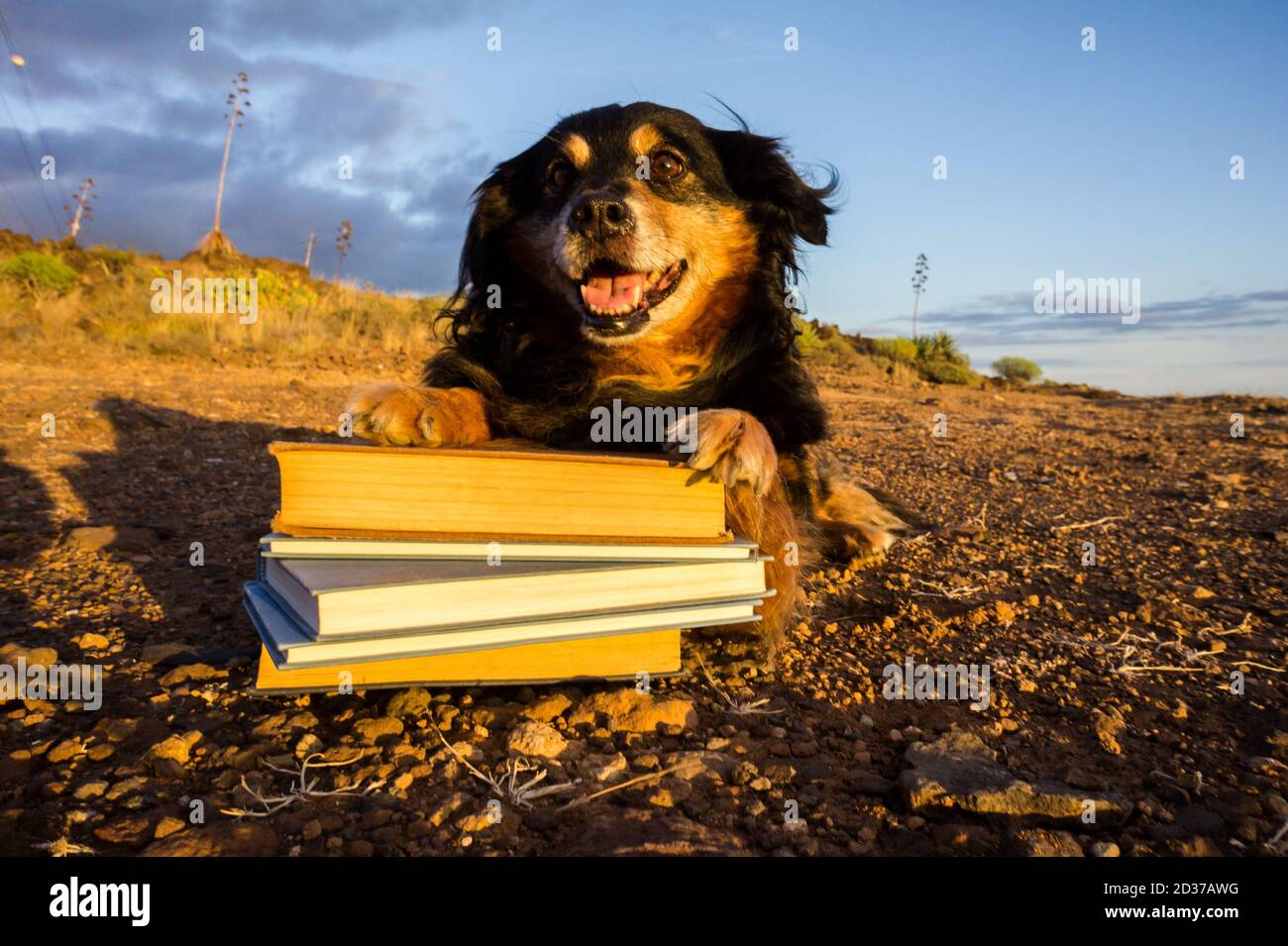 One intelligent Black Dog Reading a Book Stock Photo - Alamy