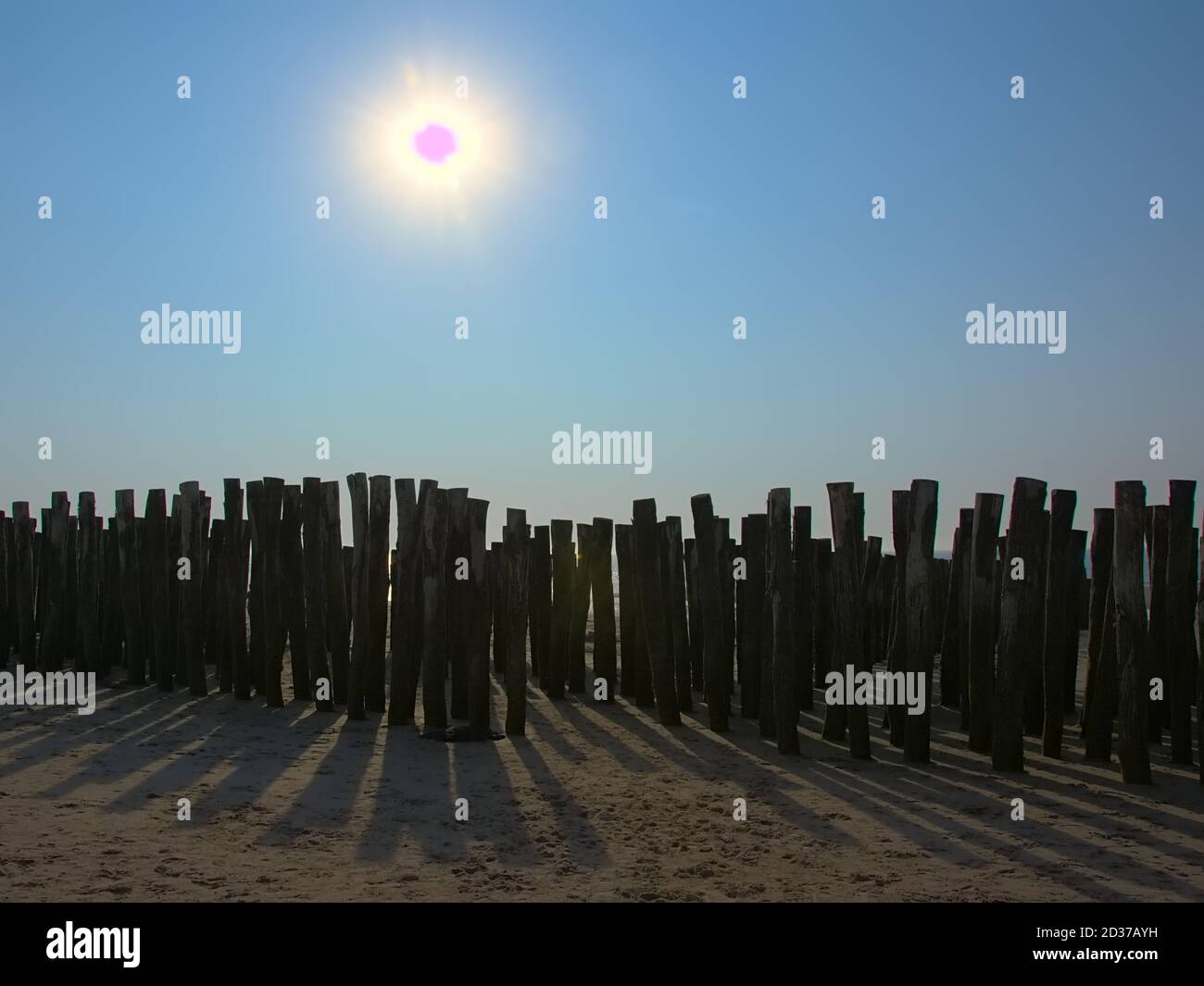 Wooden poles for the cultivation of bouchot mussels on the beach of ...