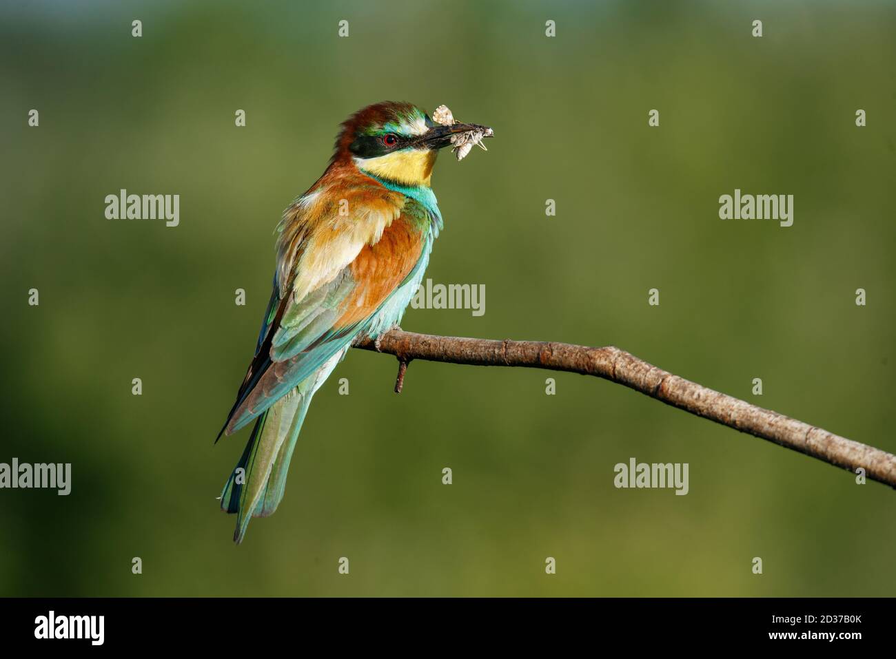 European bee-eater, Merops apiaster. The most colorful bird of Eurasia ...