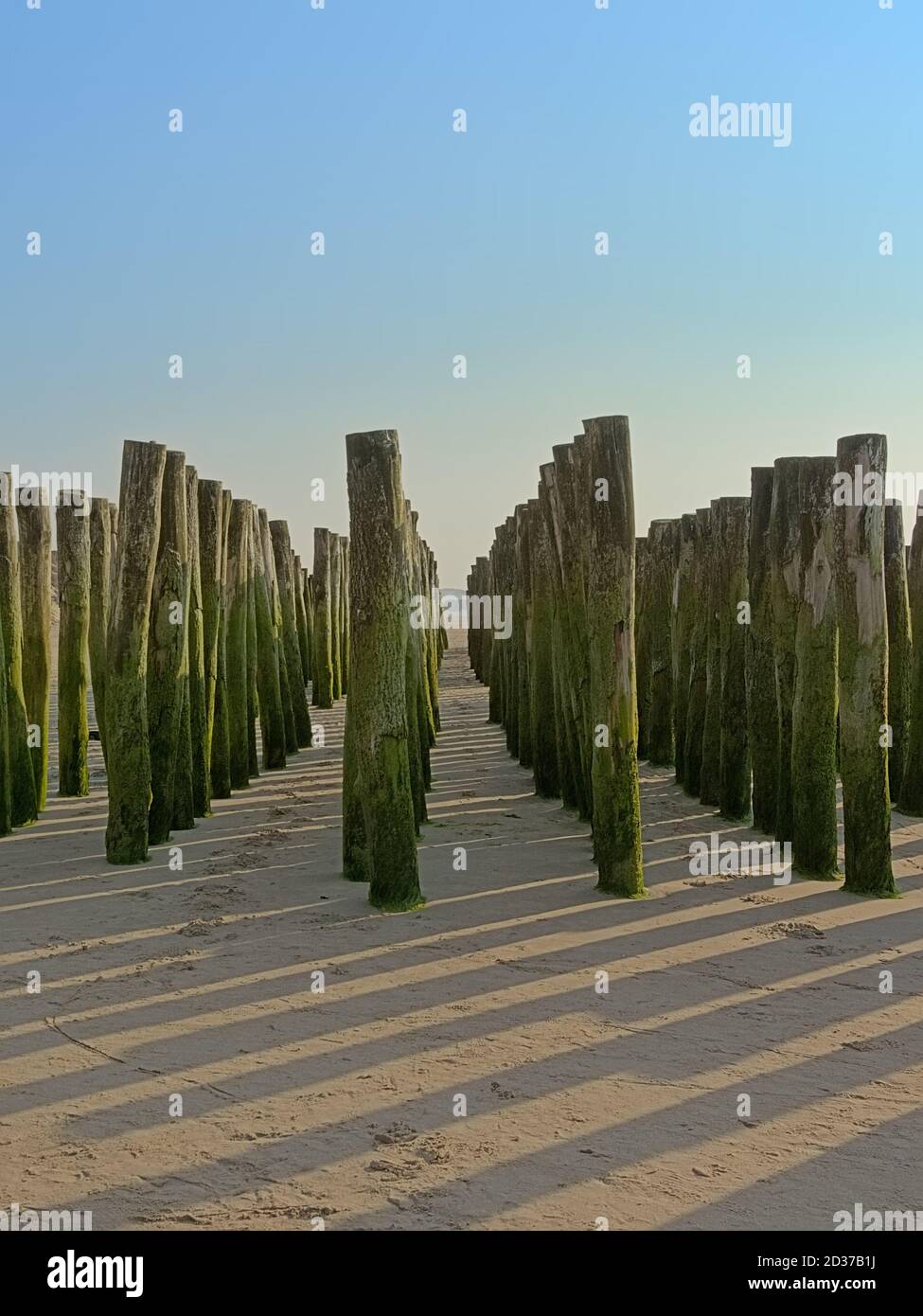 Mussel pole hi-res stock photography and images - Alamy