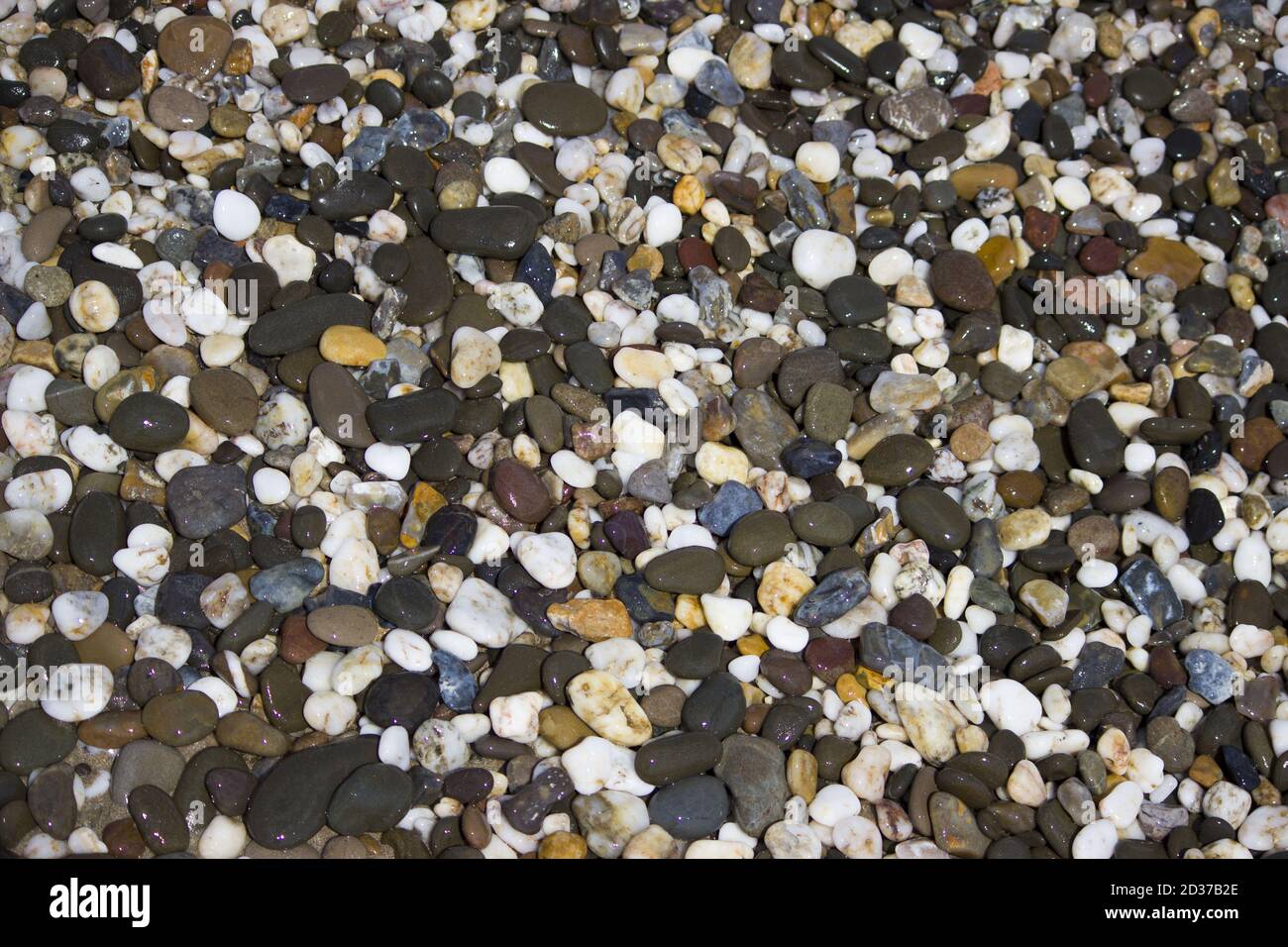 wet pebbles backdrop. pebble coast by the sea. summer, southern Russia ...