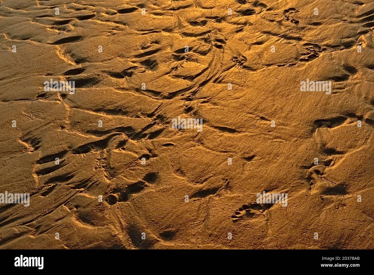 Wet sand shining hi-res stock photography and images - Alamy