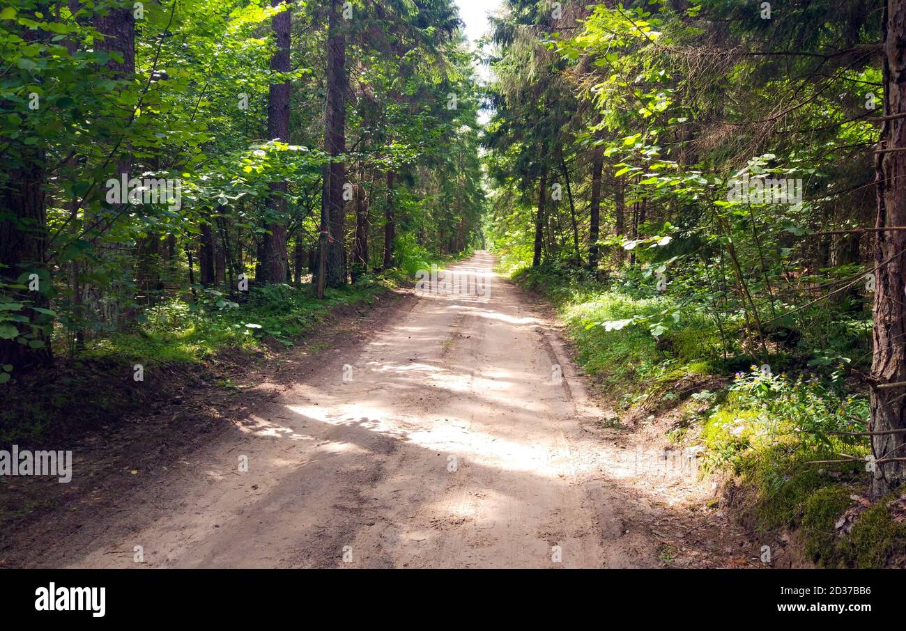 Vintage fall forest road. Dirt road in the woods. Sunshine Stock Photo ...