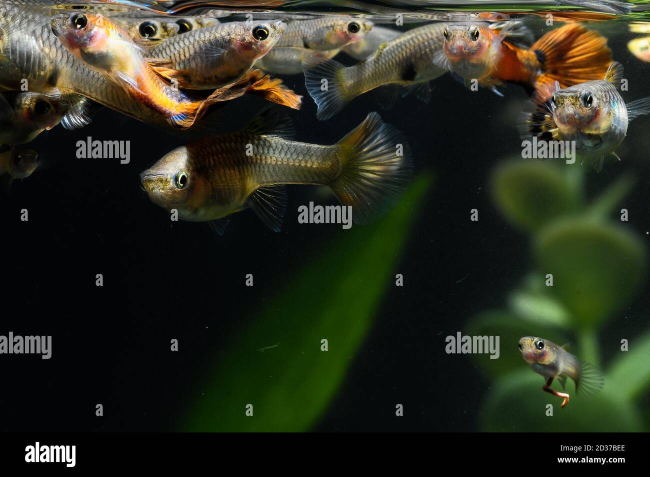 Guppy Multi Colored Fish Stock Photo - Alamy
