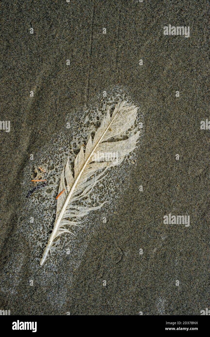 Gull feather on sand on beach at Kalaloch on the coast of the Olympic ...