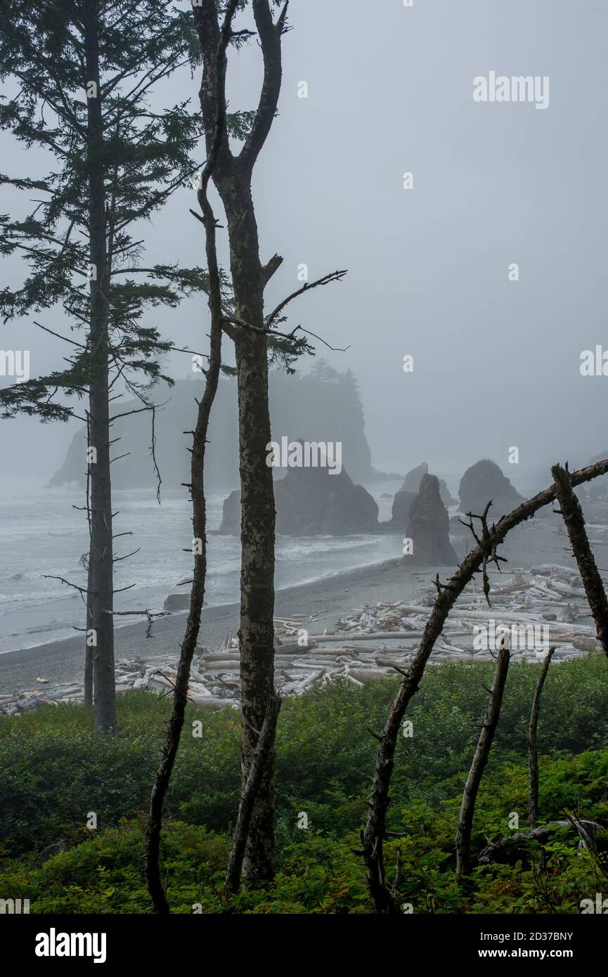 View of sea stacks in fog at Ruby Beach on the coast of the Olympic ...