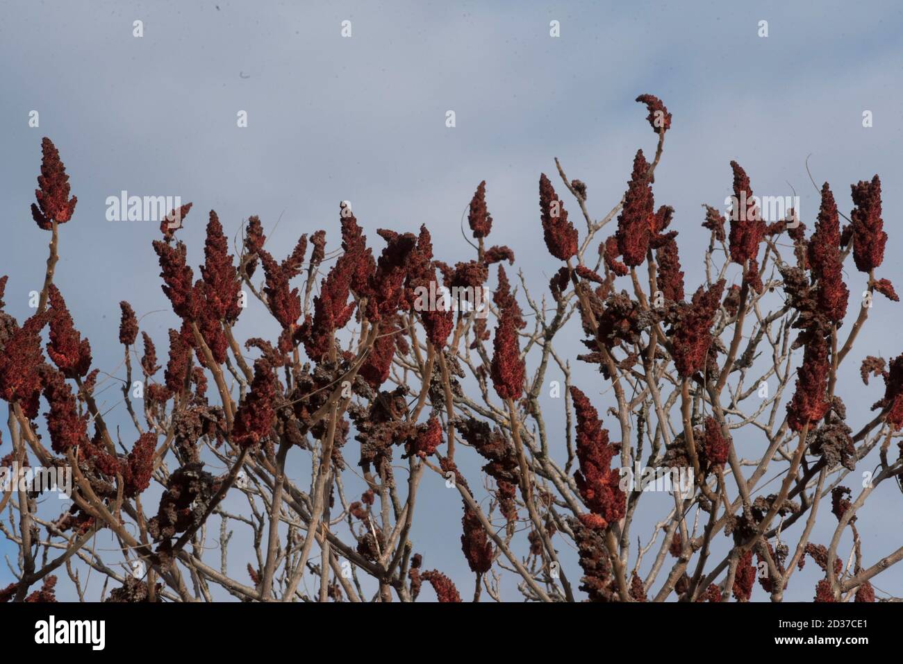 tree blossom or tree flowering, growth and sprout in nature Stock Photo ...
