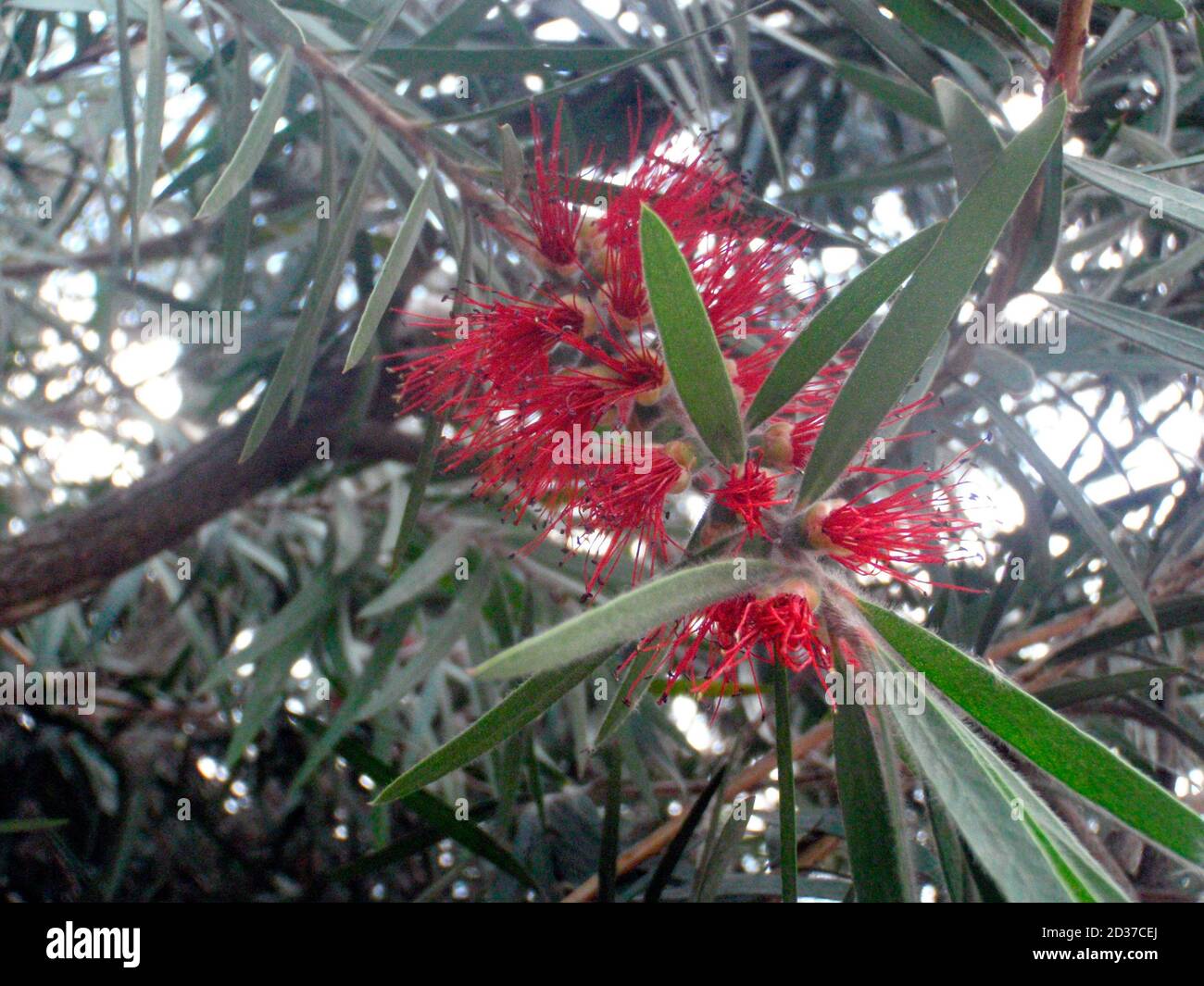 tree blossom or tree flowering, growth and sprout in nature Stock Photo ...