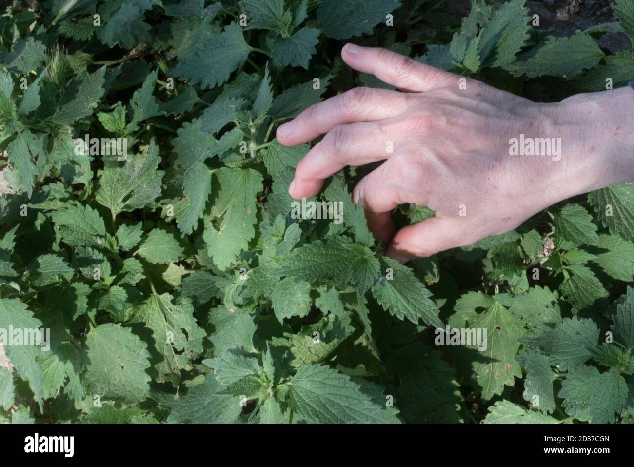 field of green stinging nettles, plant used for food and traditional ...