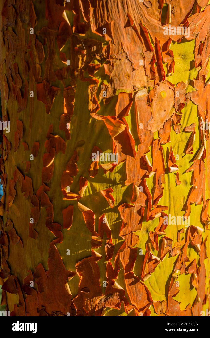 Close-up of bark of Madrona tree at Lake Crescent in the Olympic ...
