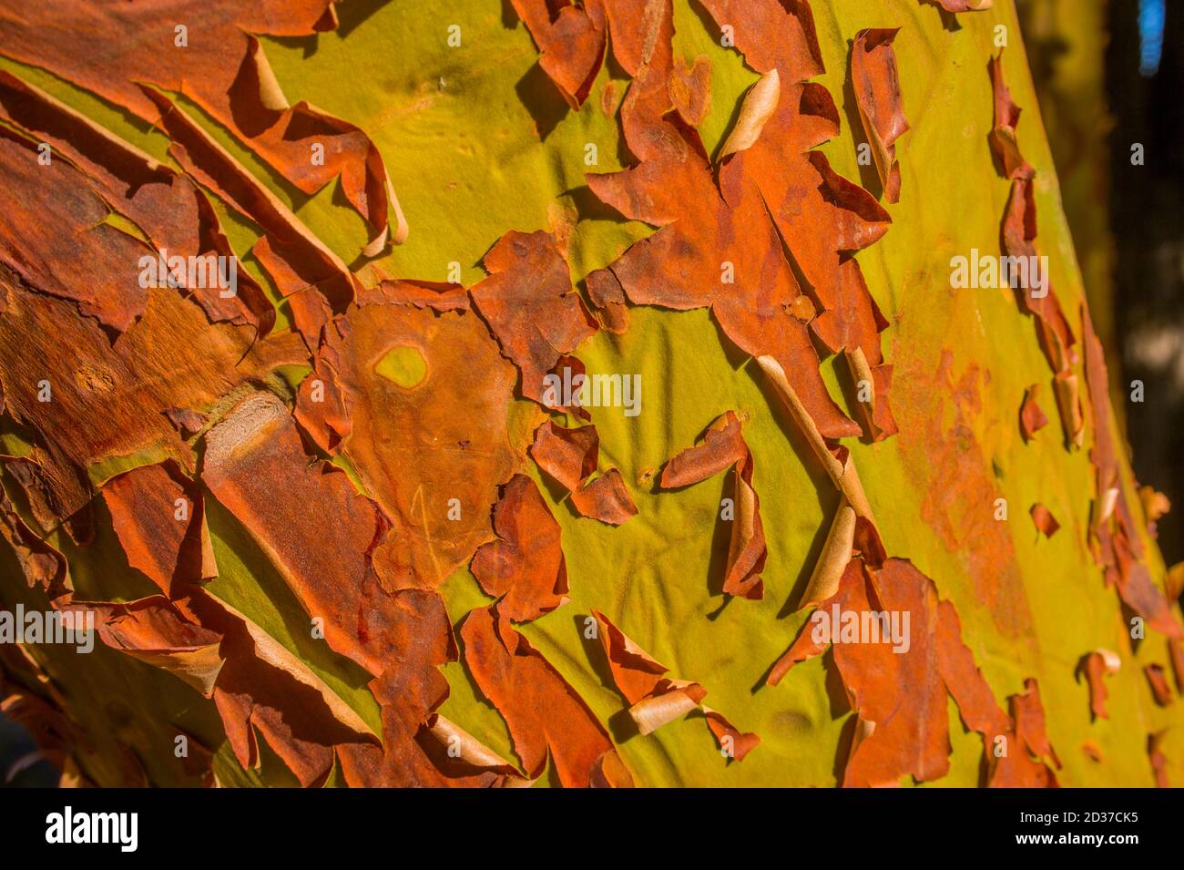 Close-up of bark of Madrona tree at Lake Crescent in the Olympic ...
