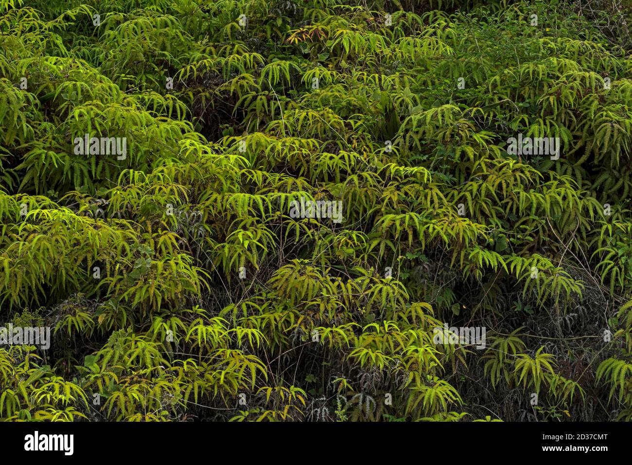 Mountains, Cayey Puerto Rico Stock Photo - Alamy