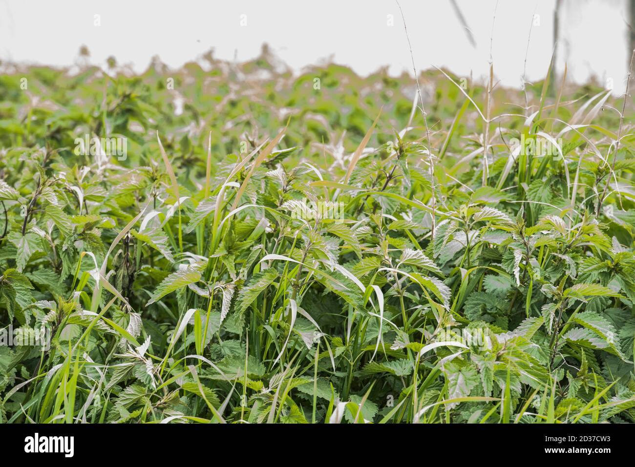 field of green stinging nettles, plant used for food and traditional ...