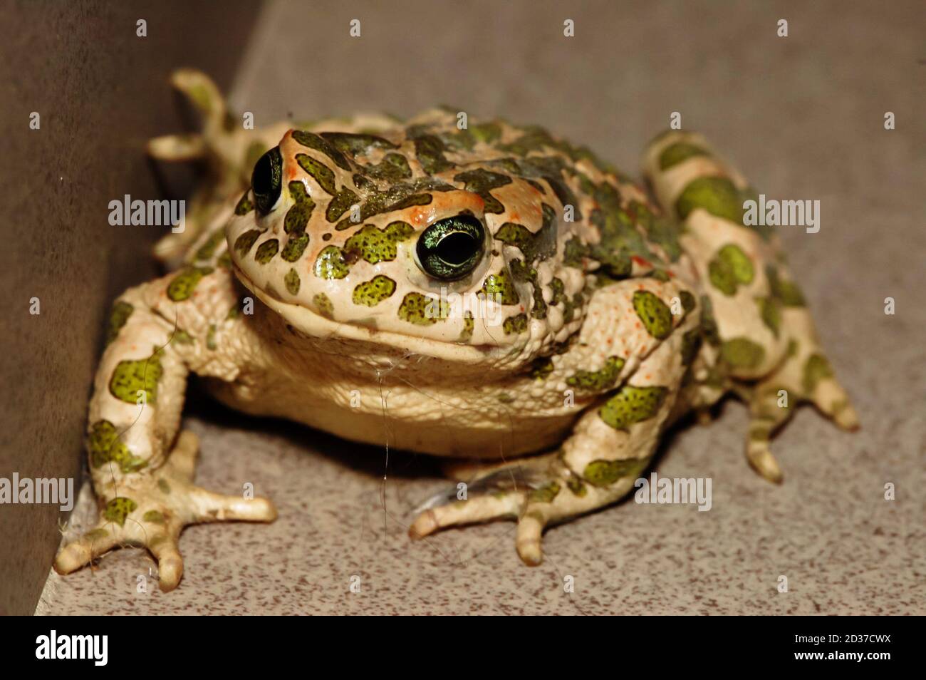 Common European Toad Stock Photo - Alamy