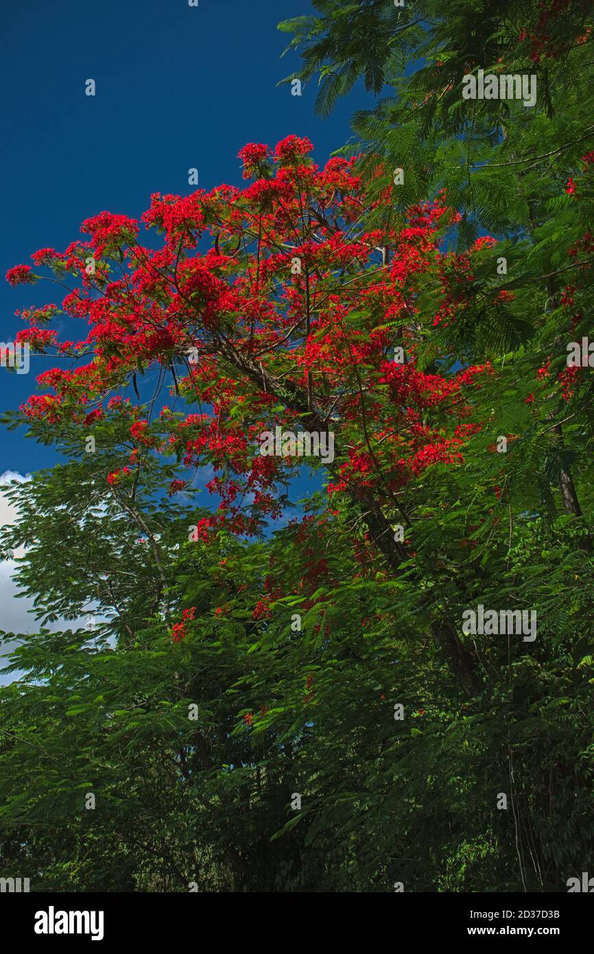 Mountains, Cayey Puerto Rico Stock Photo - Alamy