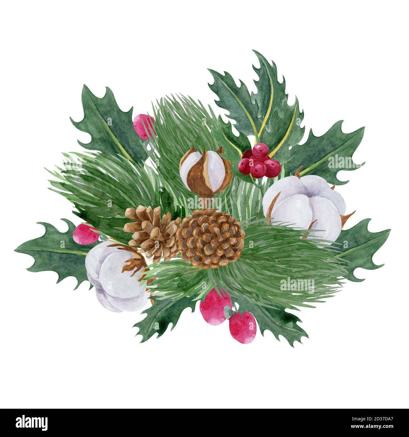 Holly, cotton, pine cone and fir tree branch isolated on white ...