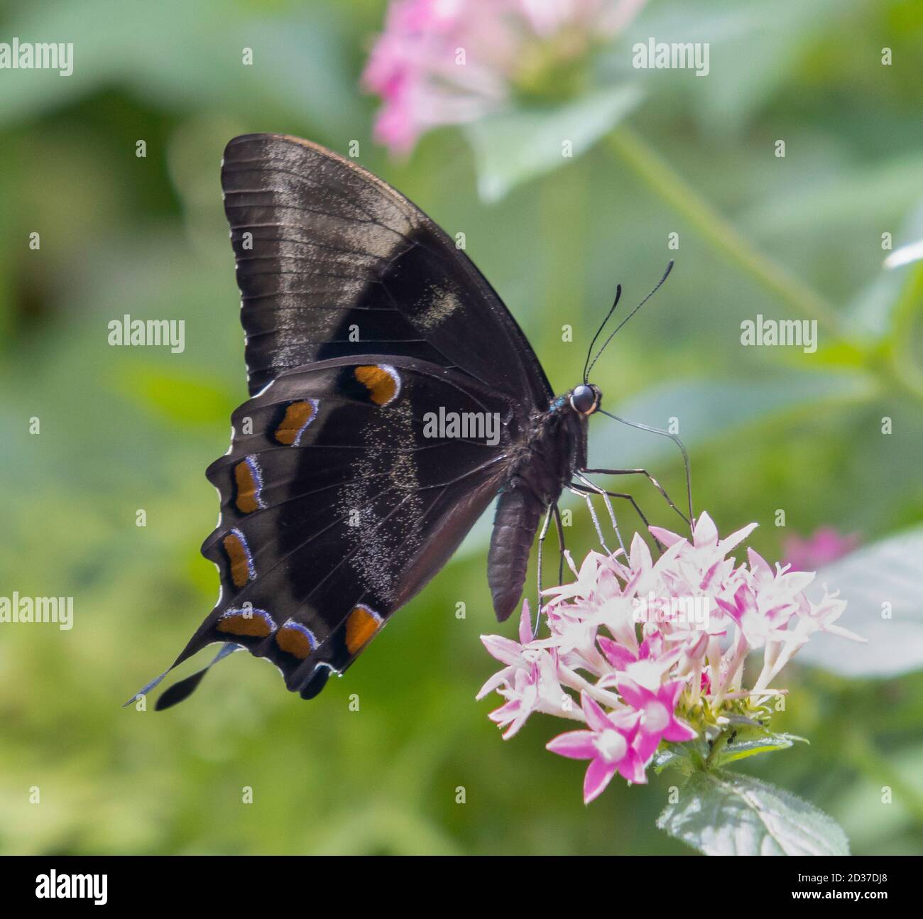 Ambrax swallowtail hi-res stock photography and images - Alamy