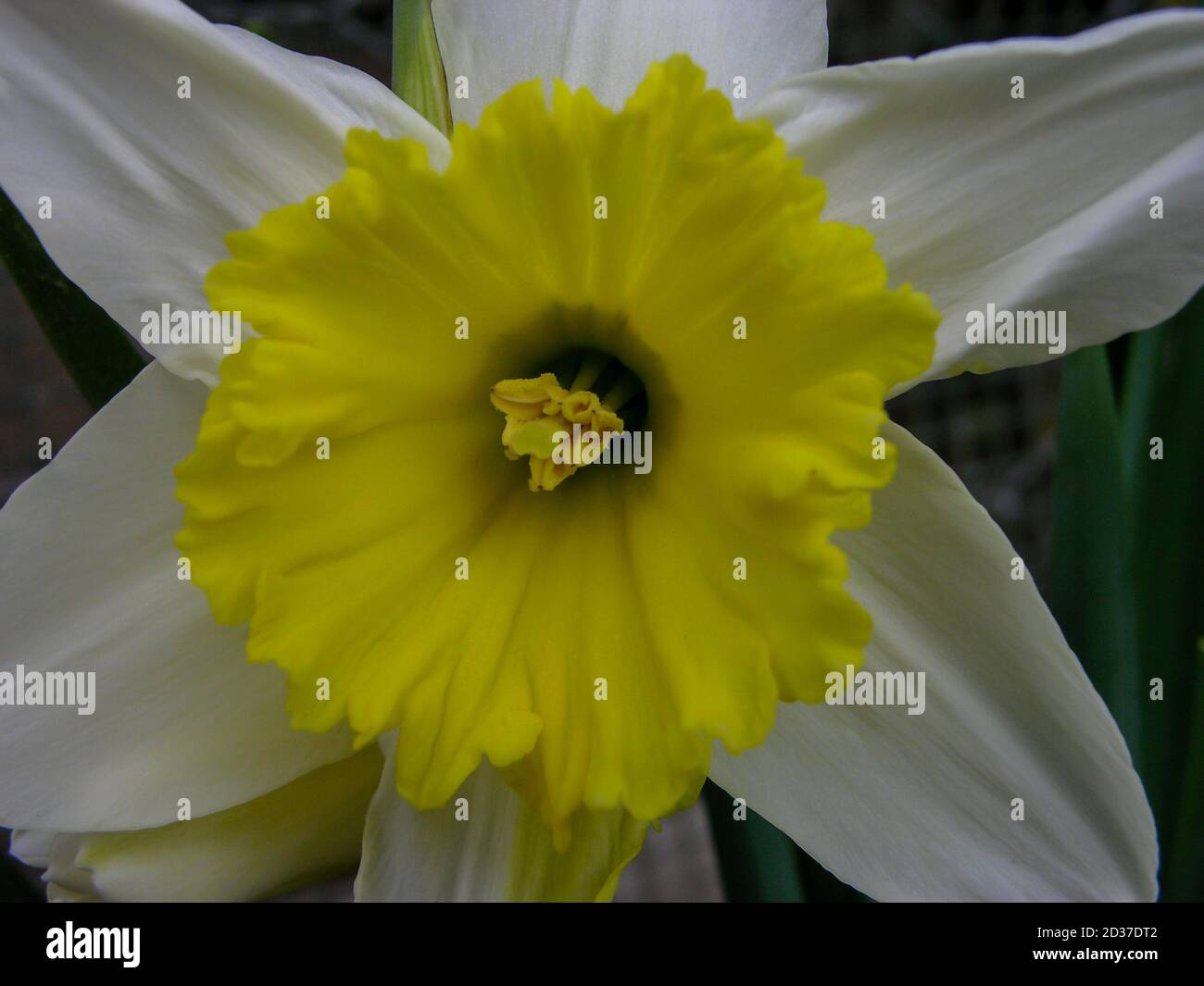 Blooming Fresh Colored Flower Stock Photo - Alamy