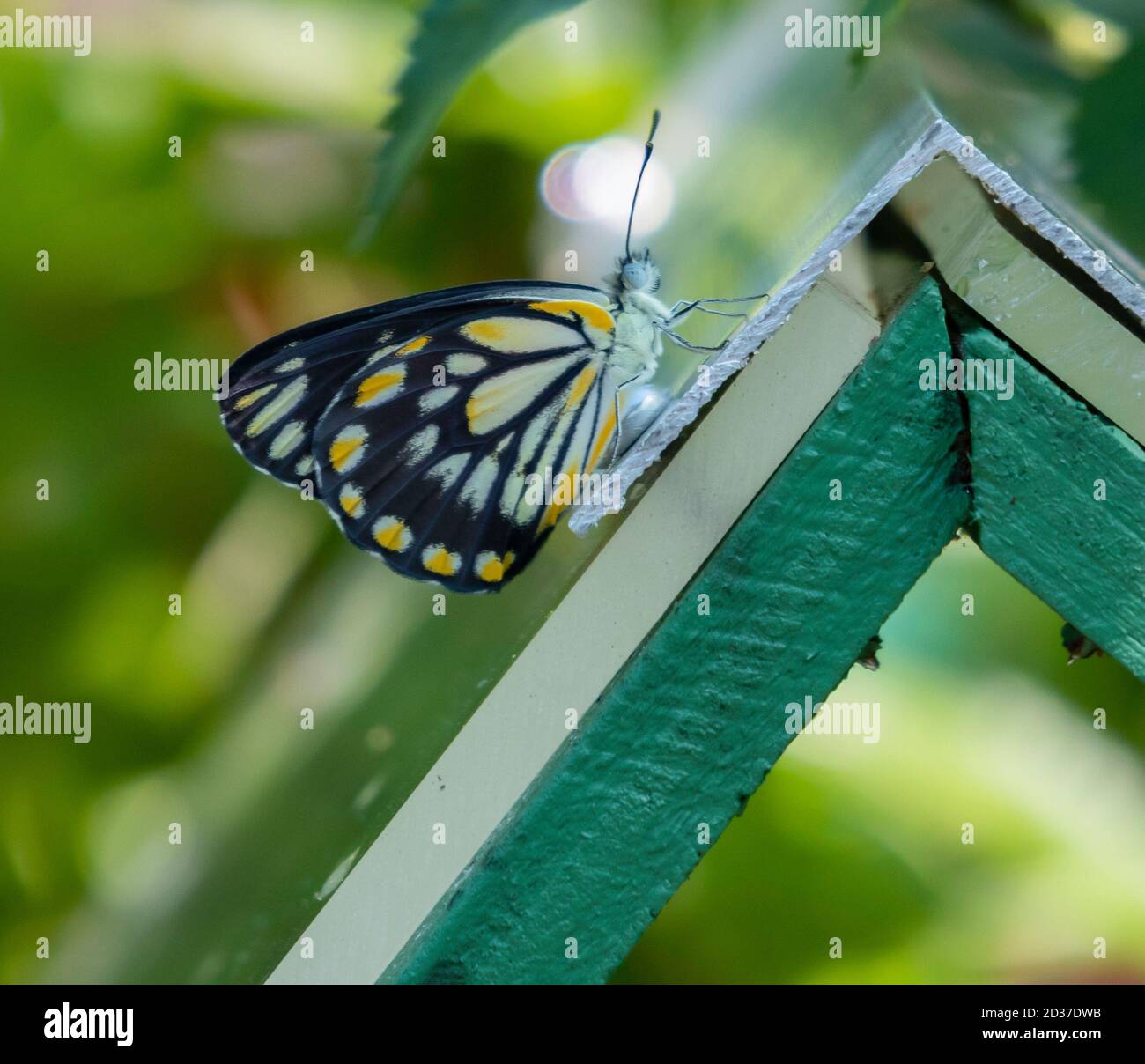An australian Caper White butterfly, resting in a butterfly sanctuary ...