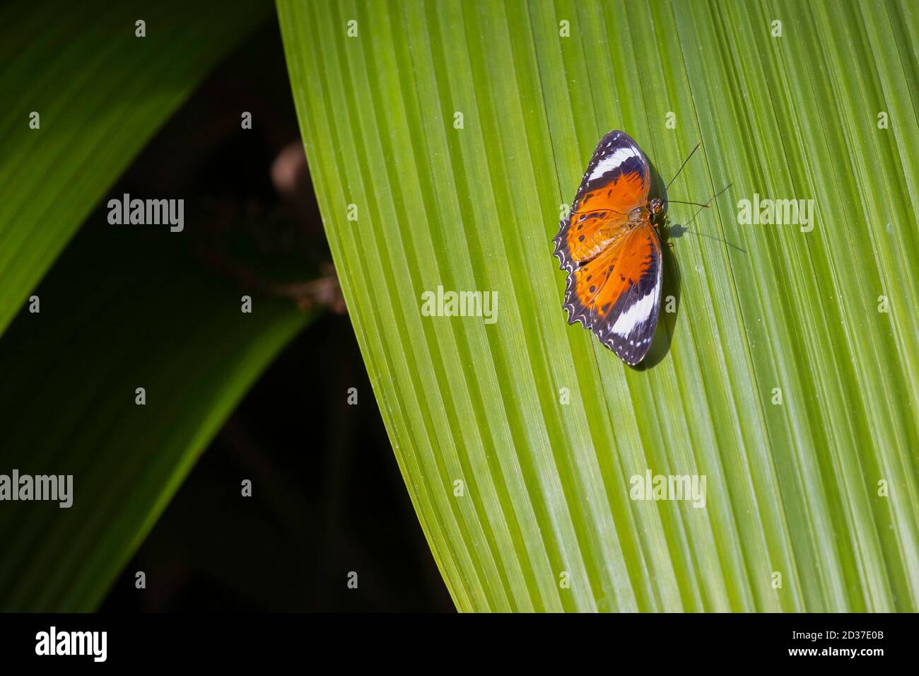 An australian Red Lacewing butterfly resting on a palm leaf in the ...