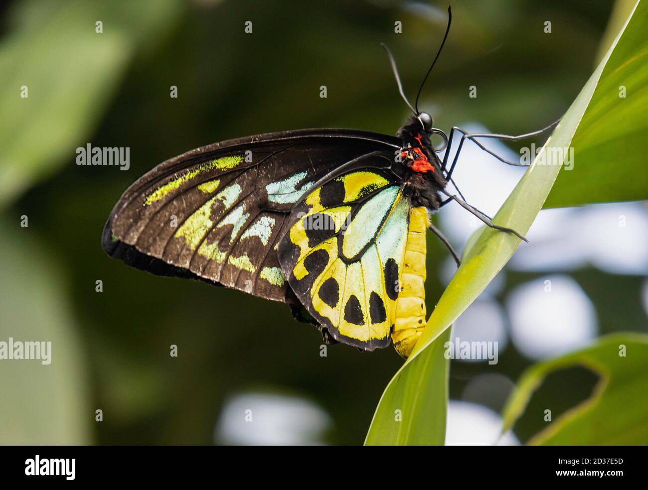 Australian birdwing hi-res stock photography and images - Alamy