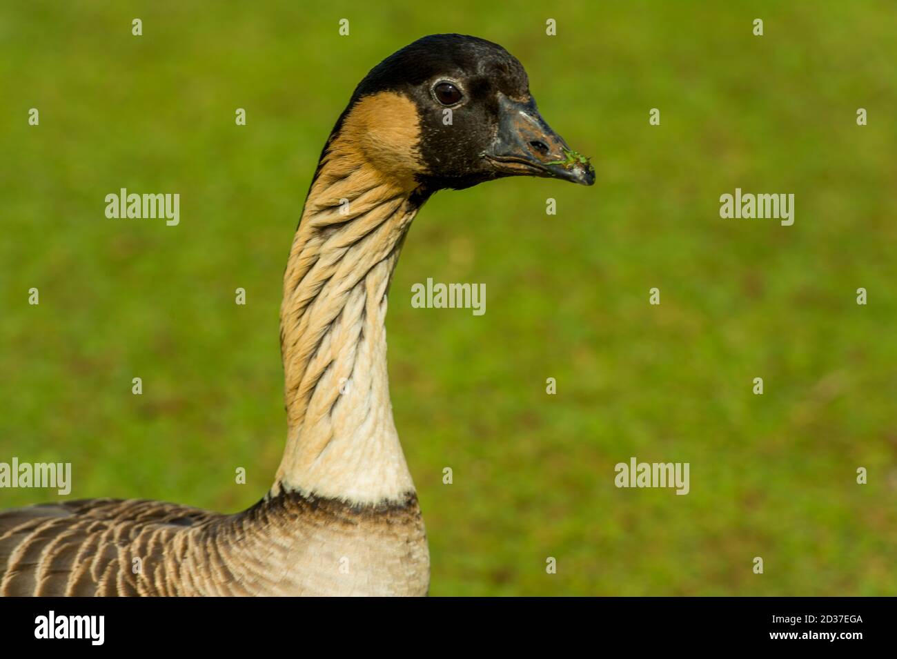 Portrait of a Nene goose, also known as Hawaiian goose, (Branta ...