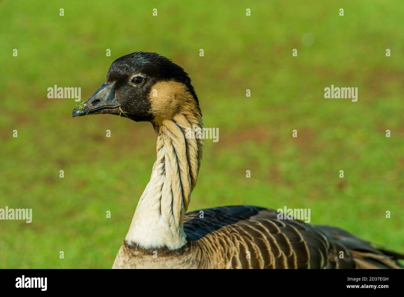 Portrait of a Nene goose, also known as Hawaiian goose, (Branta ...