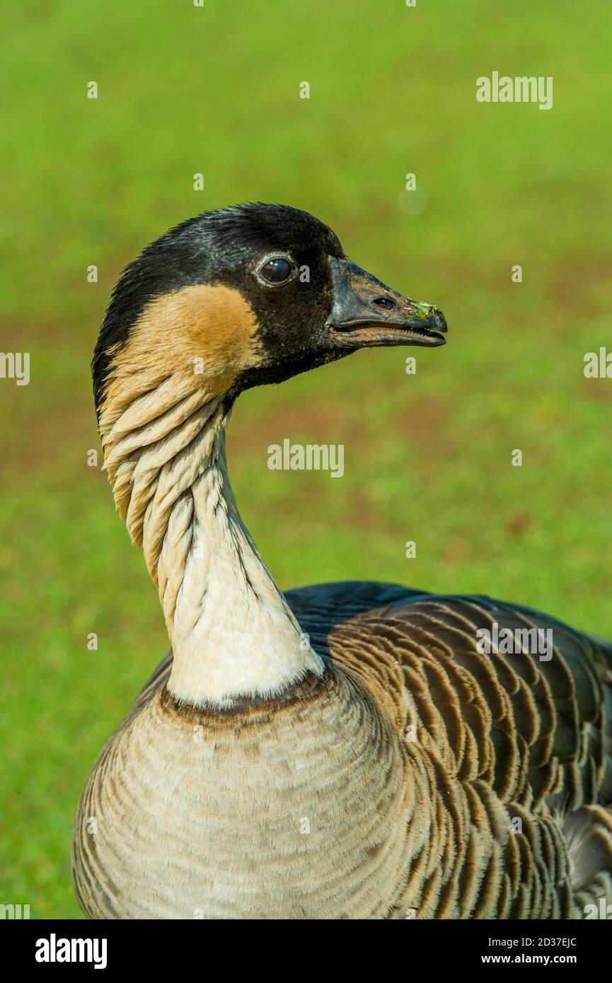 Portrait of a Nene goose, also known as Hawaiian goose, (Branta ...