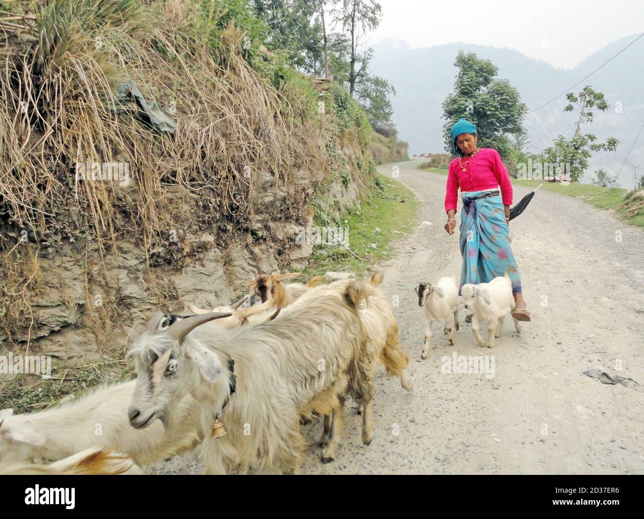 Indian woman goat in village hi-res stock photography and images - Alamy