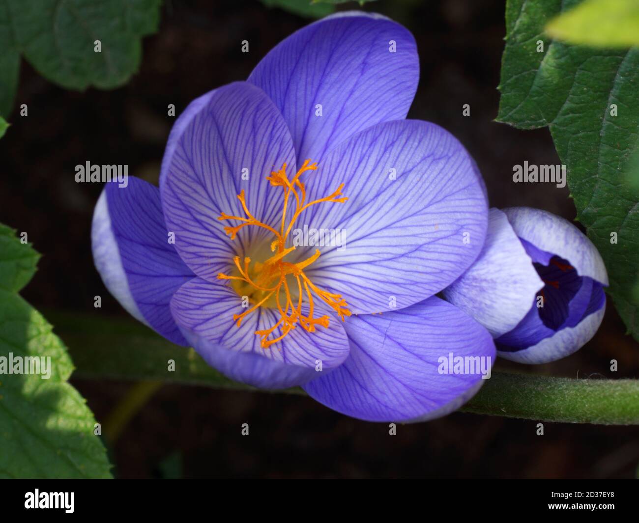 Crocus close up, close-up, in the open air. Crocus speciosus ...