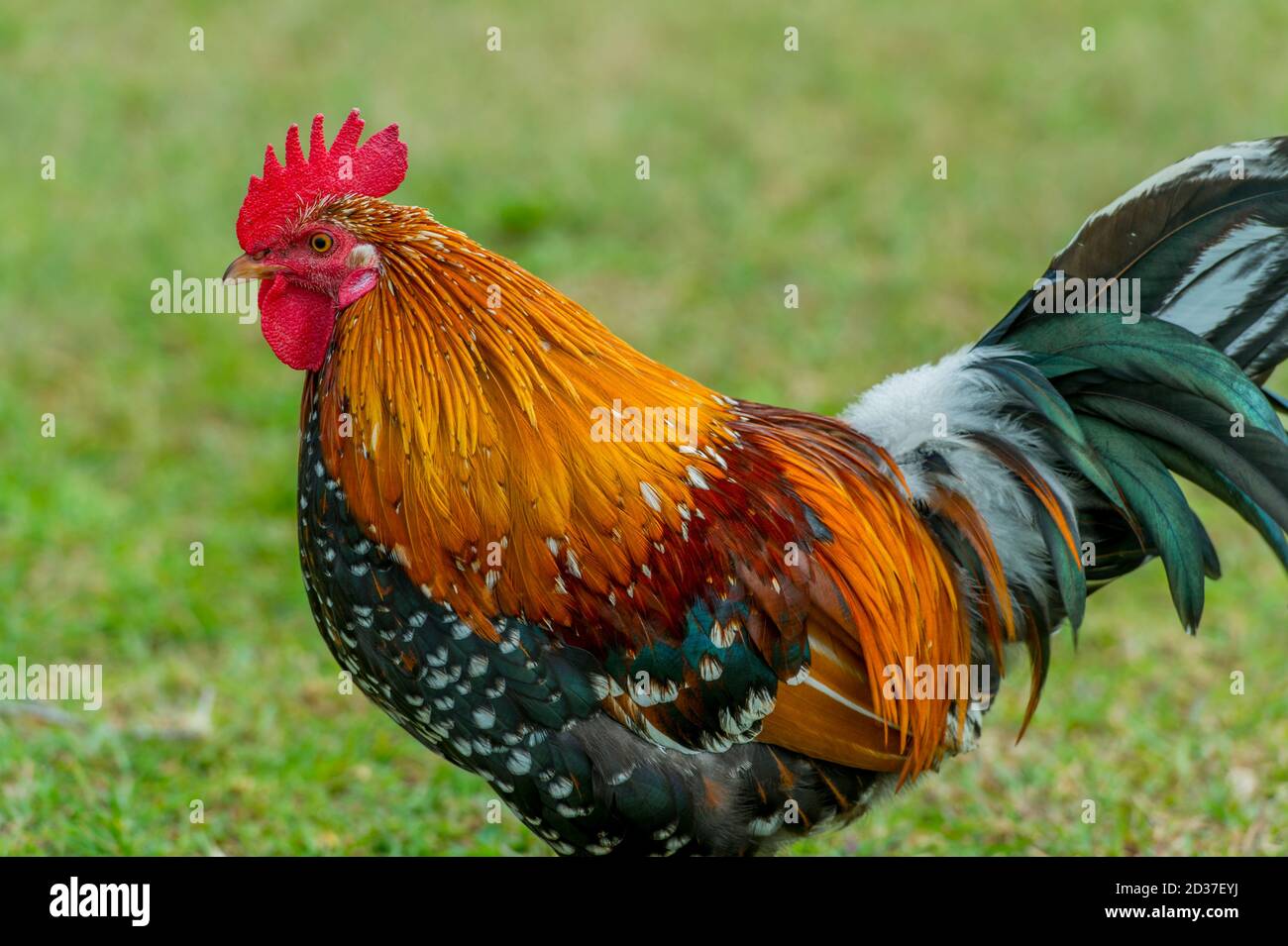 Feral chicken hi-res stock photography and images - Alamy