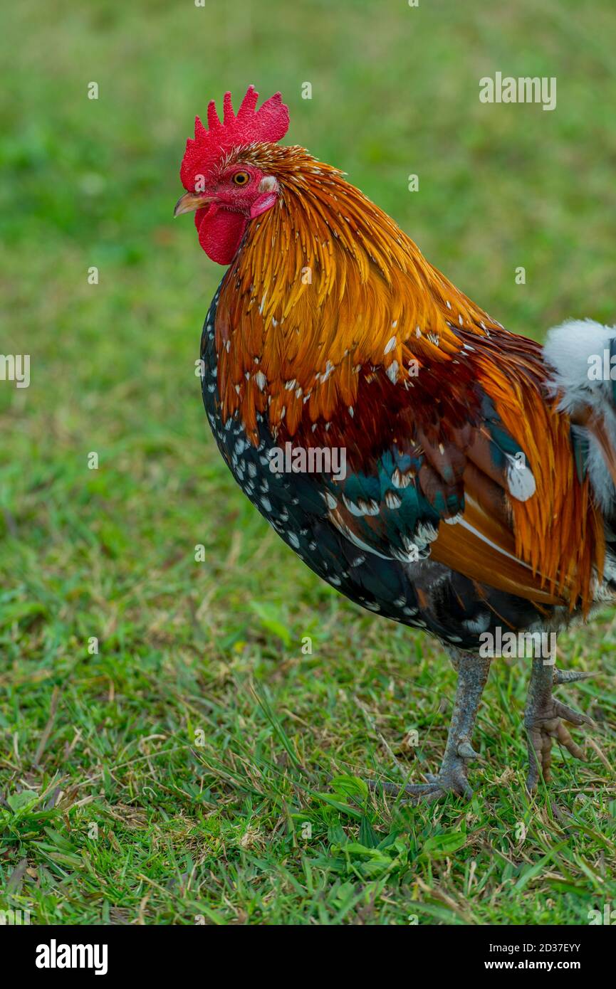 Feral chicken hi-res stock photography and images - Alamy