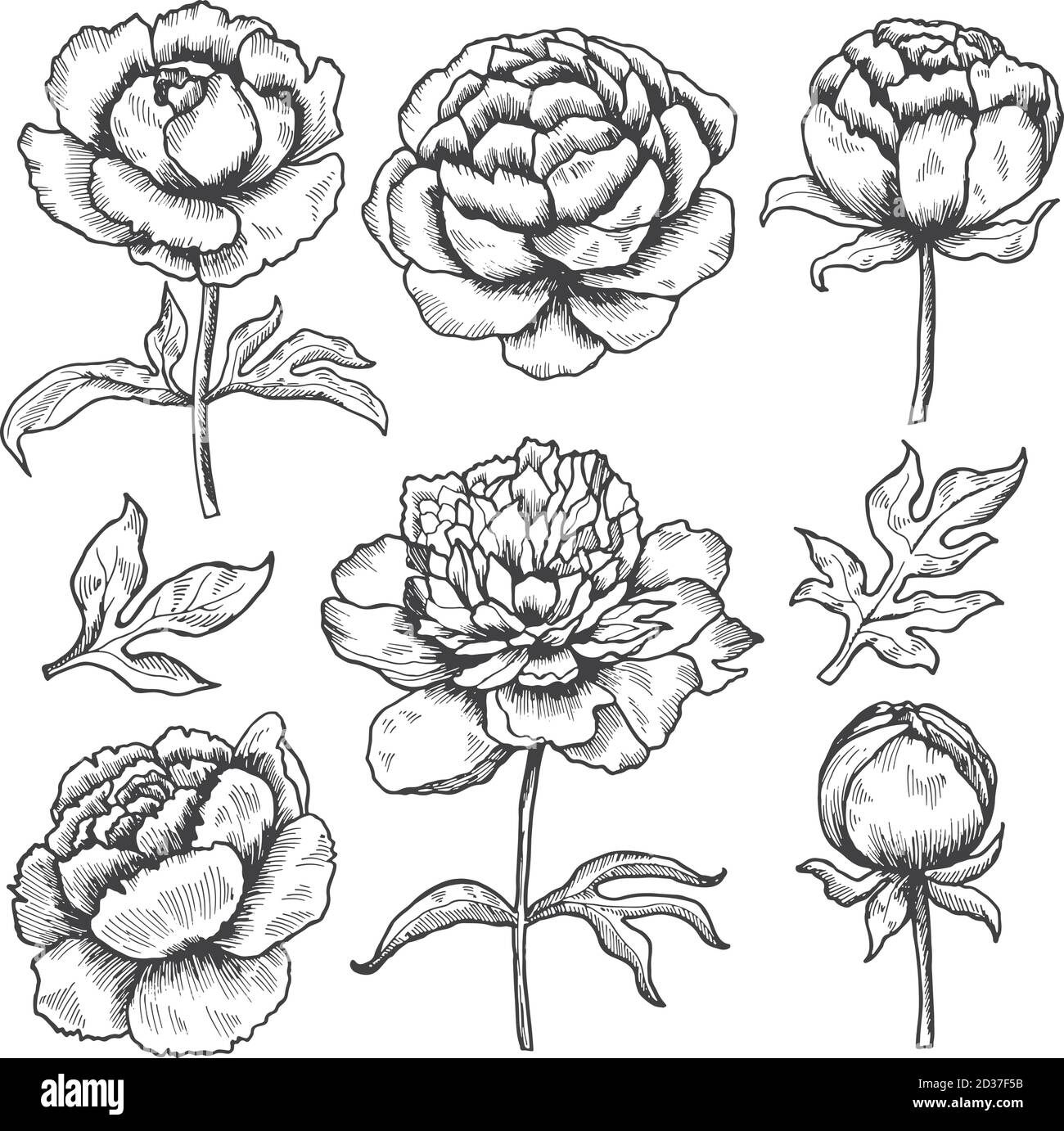 Peonies hand drawn. Floral garden sketch of flowers bud and leaves ...