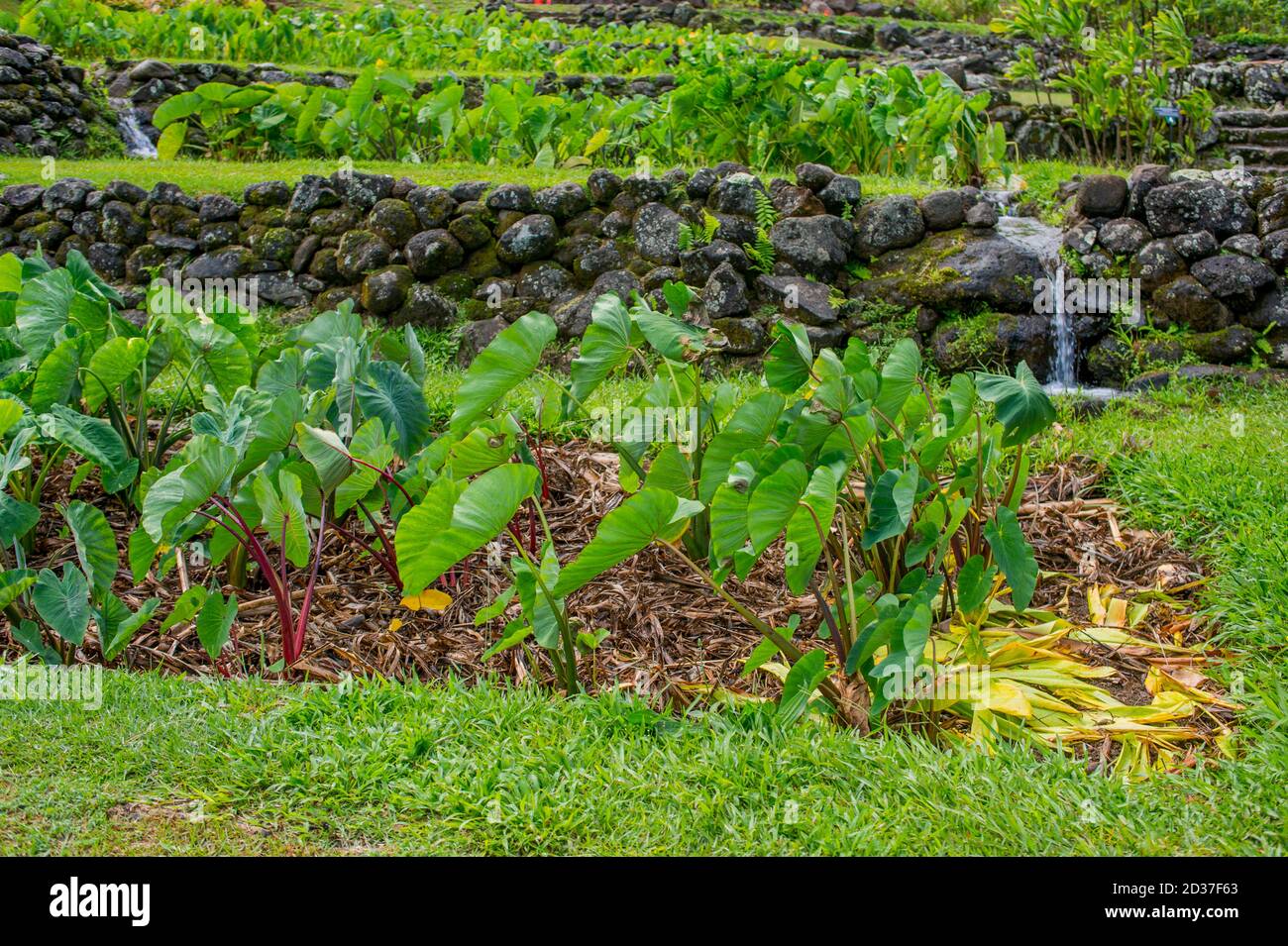 Terraced taro fields at limahuli garden on kauai island hi-res stock ...