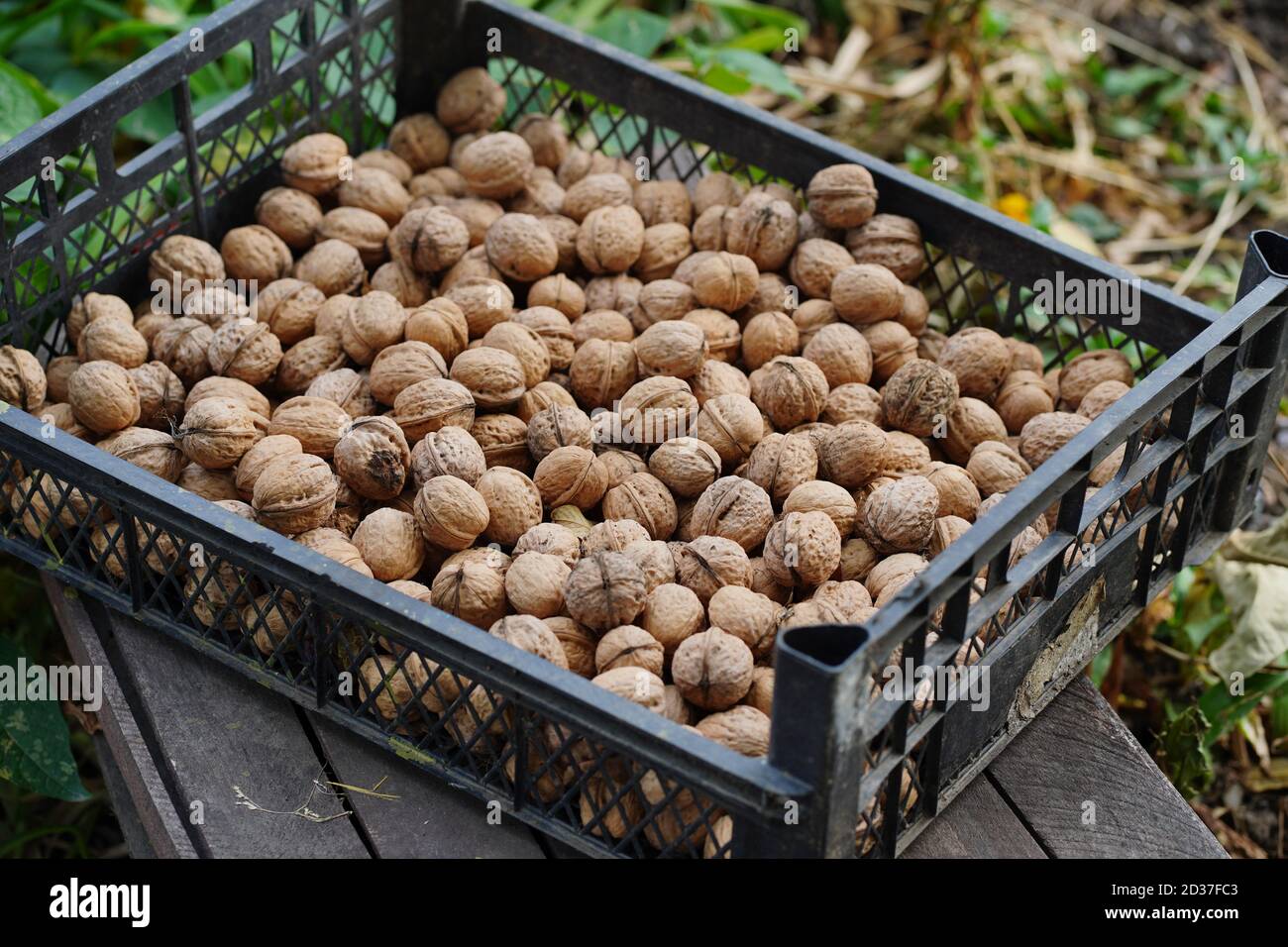 Close up of walnuts crop in crate. Pile of nuts in shell outdoors in ...
