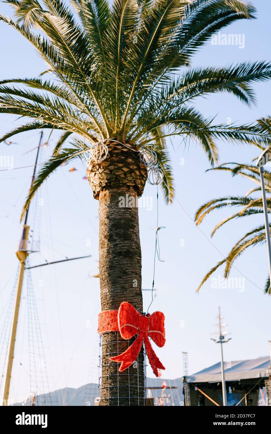 A large red date palm bow is a Christmas street decoration in warm ...