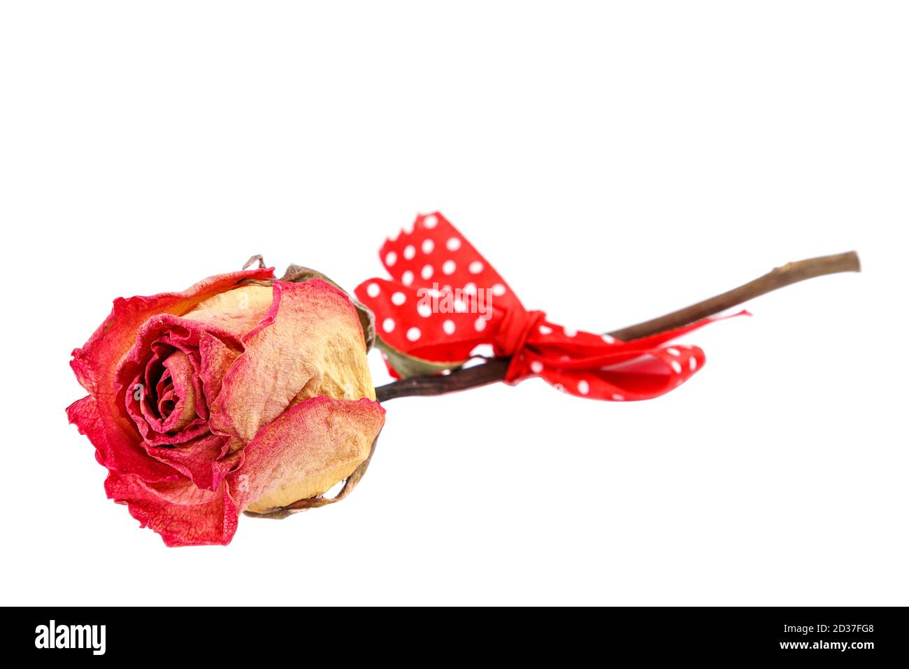 Dried rose flowers isolated on white background Stock Photo - Alamy