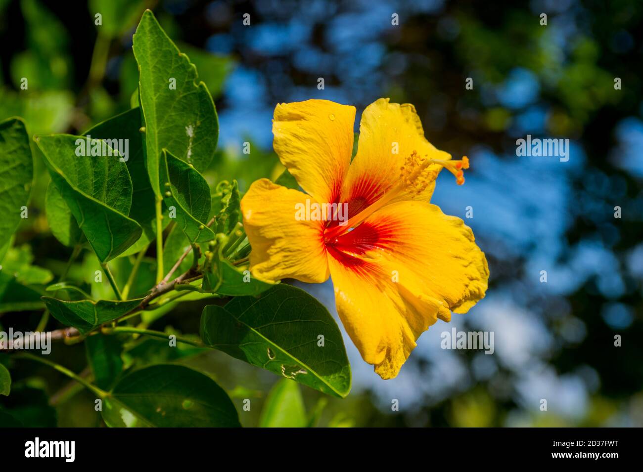 Close-up of hybrid hibiscus flowers at Limahuli Botanical Garden on ...