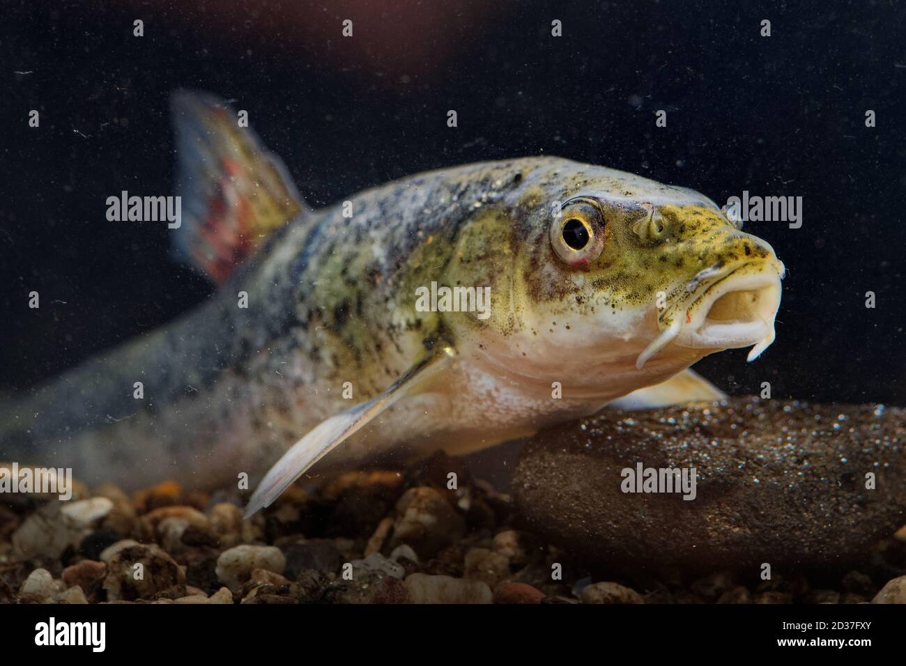 Barbus cyclolepis hi-res stock photography and images - Alamy