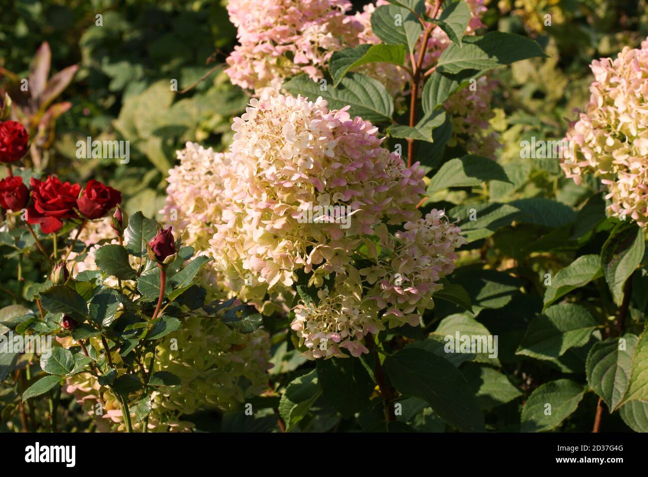 Hydrangea paniculata Pink Lady. Flower in the garden outdoors ...