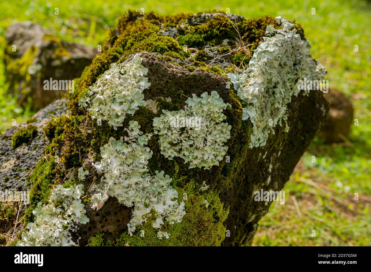 Hawaii islands lichens hi-res stock photography and images - Alamy