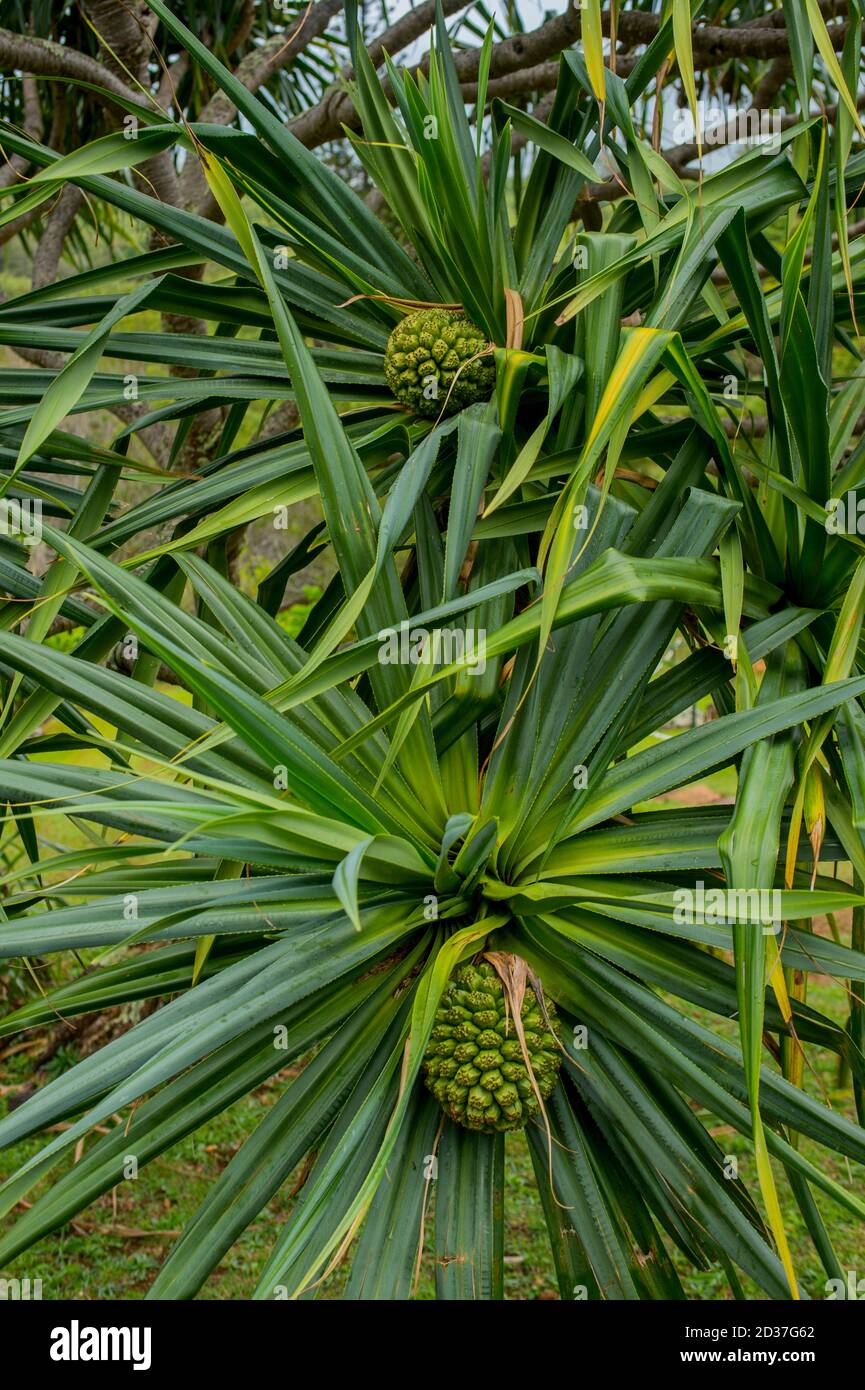 Pandanus hi-res stock photography and images - Alamy