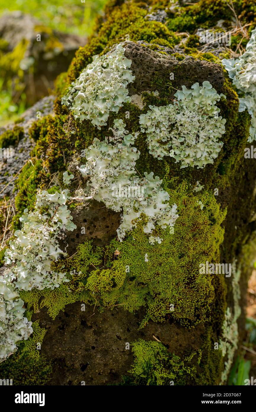 Hawaii islands lichens hi-res stock photography and images - Alamy