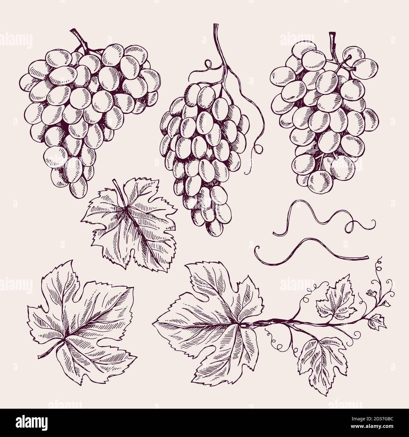 Grape Vine Leaves Drawing