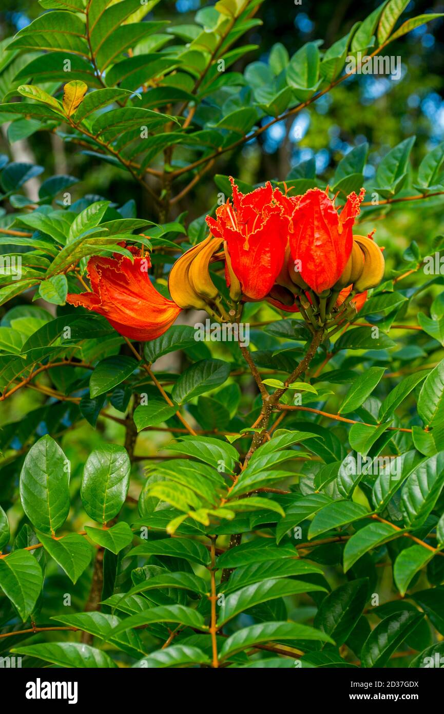 Red african tulip tree hi-res stock photography and images - Alamy