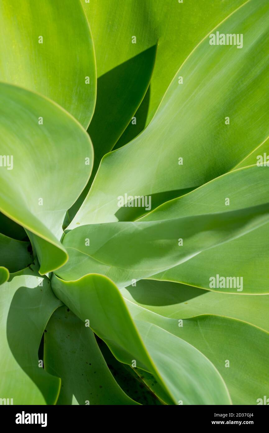 Close-up of Foxtail agave leaves on Kauai Island, Hawaii, USA Stock ...