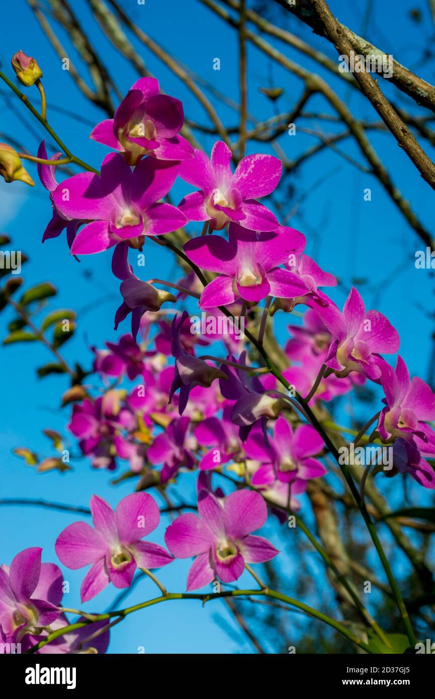 Hawaiian orchids hi-res stock photography and images - Alamy