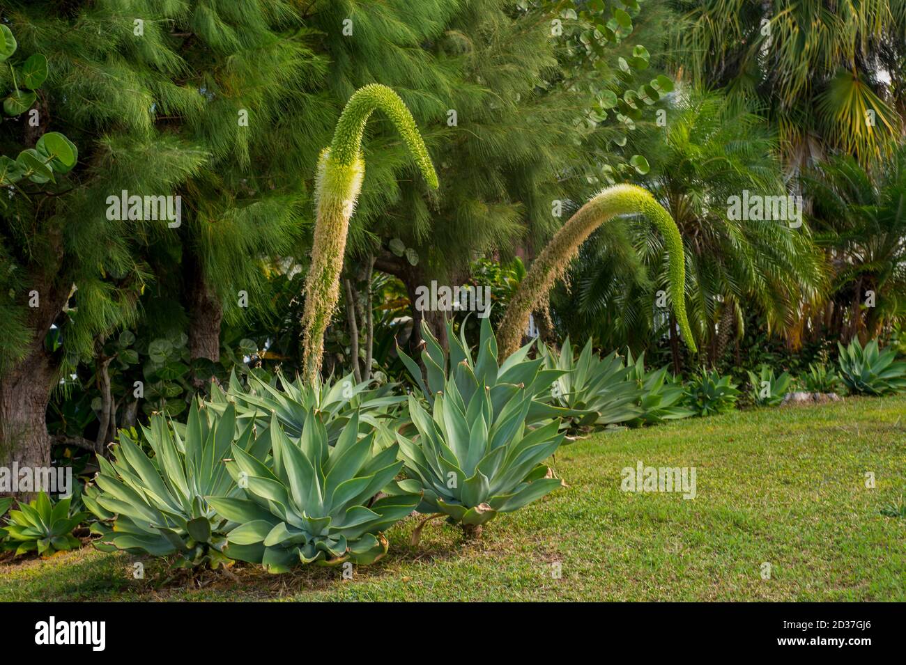 Flowering Foxtail agave on Kauai Island, Hawaii, USA Stock Photo - Alamy
