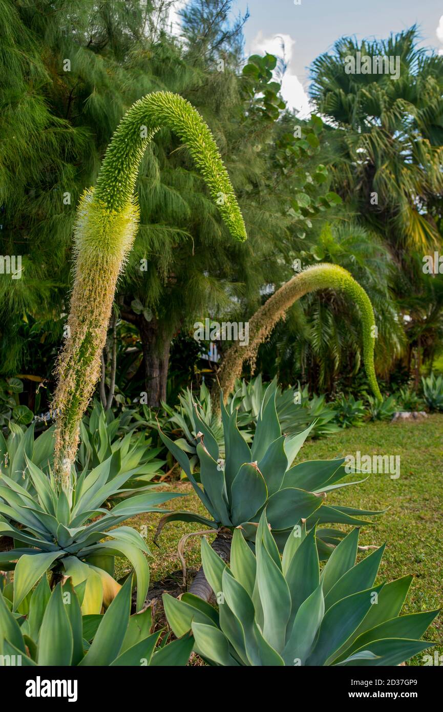 Flowering Foxtail agave on Kauai Island, Hawaii, USA Stock Photo - Alamy