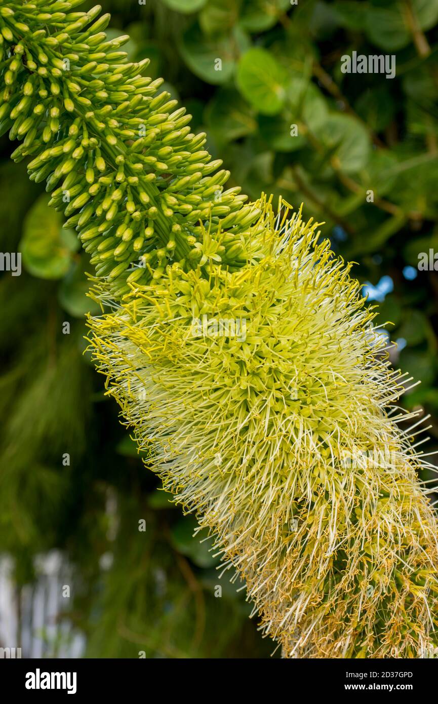 Close-up of flower of Foxtail agave on Kauai Island, Hawaii, USA Stock ...